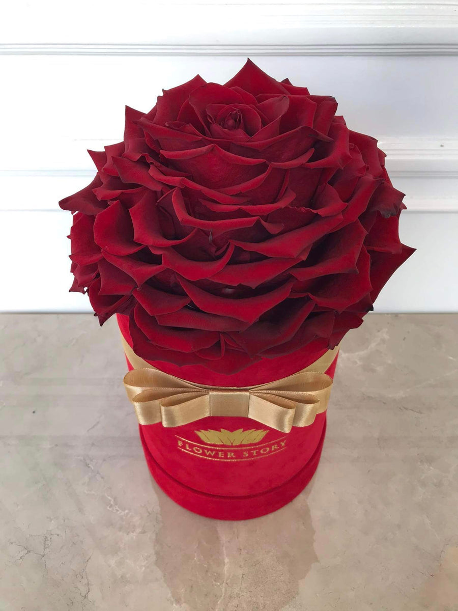 Amari – Flower Story PH